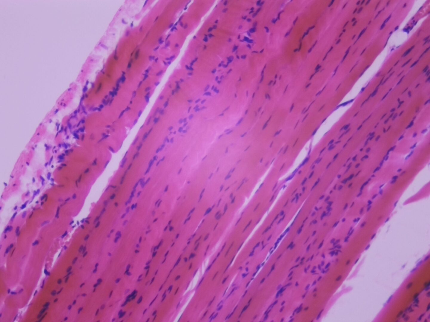 903B - Préparation microscopique de muscle strié CL (rat ou lapin) pour ...